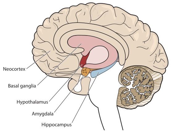What is the amygdala? | Live Science