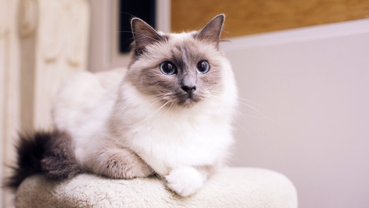 Cat breeds: Best types of cats to add to your home | PetsRadar