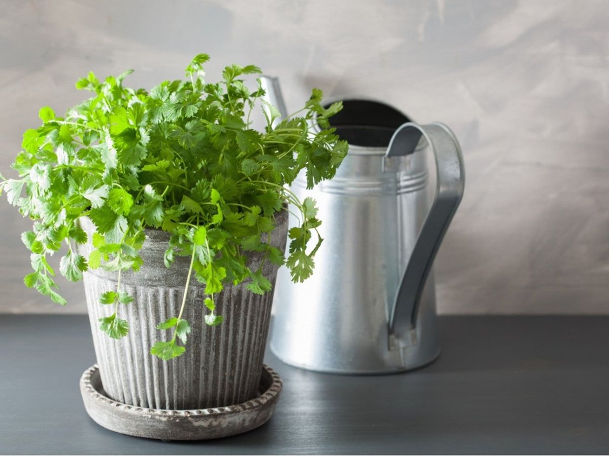 Propagate Cilantro At Home - How To Regrow Cilantro | Gardening Know How