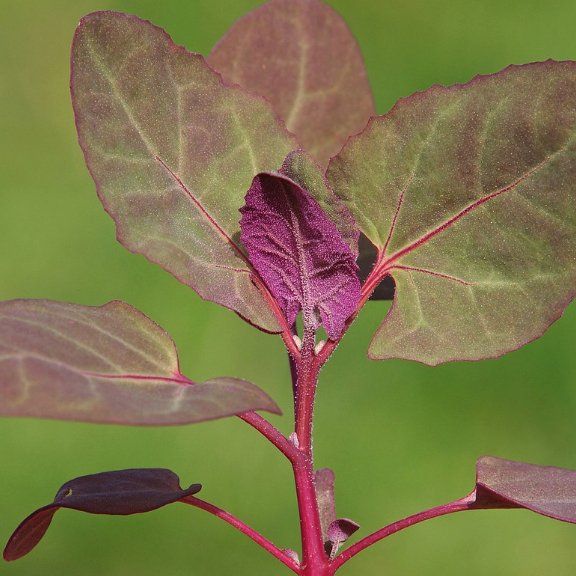 History Of Orach Spinach | Gardening Know How