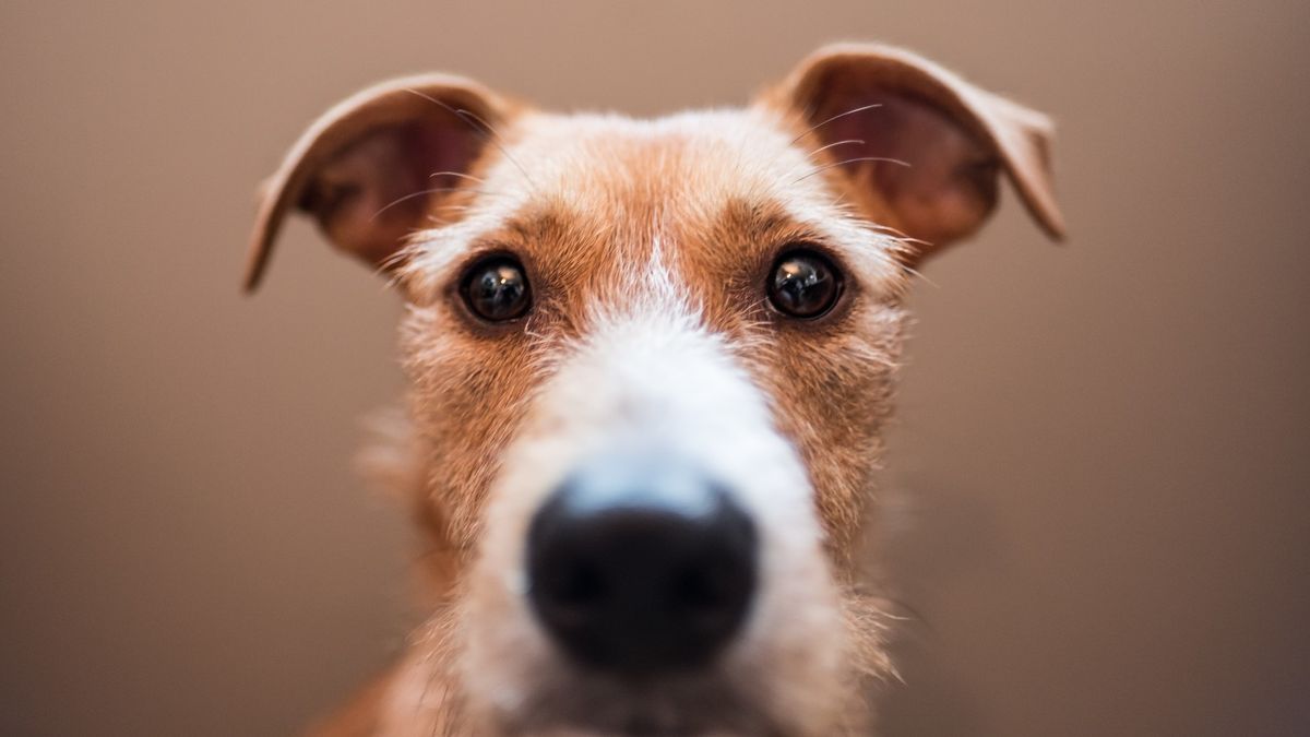 Dog Vision Dog Vision
