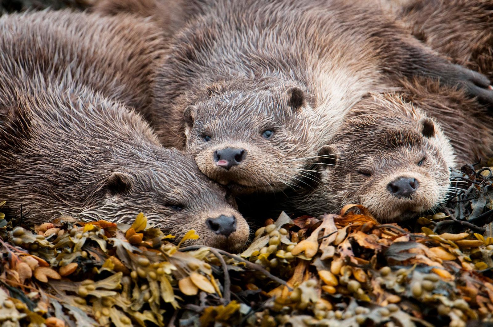 Badgers, weasels, otters, stoats and more: A guide to Britain's ...