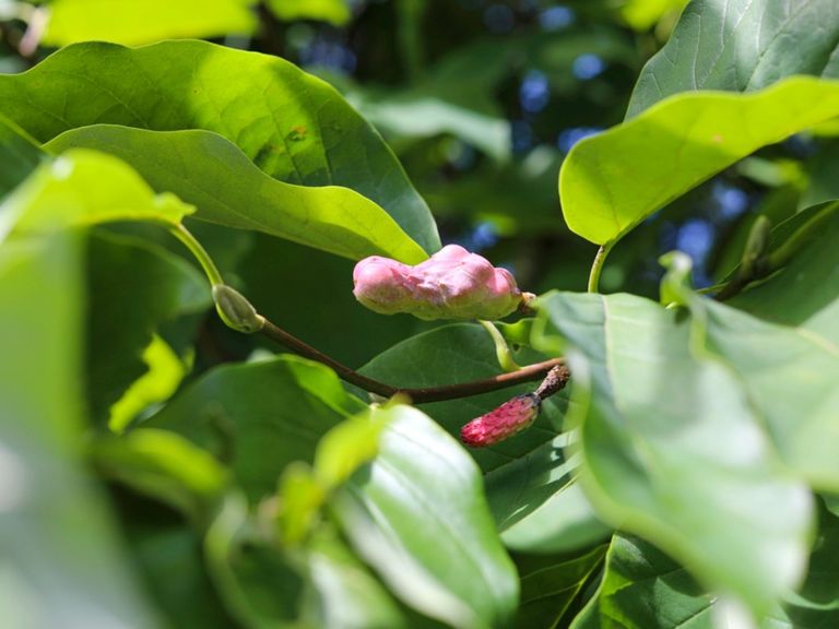 Cucumber Tree Facts - Can You Grow Cucumber Trees In The Home Landscape ...