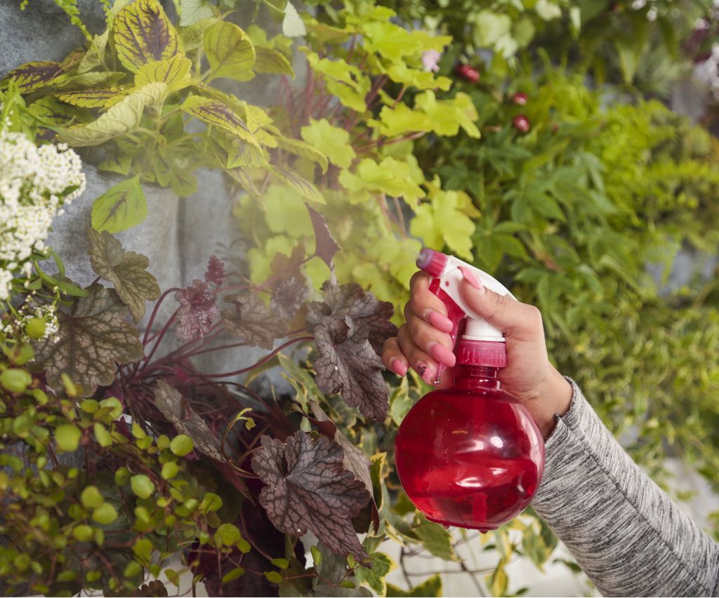 Homemade bug sprays: 9 mixtures to use on plants | Homes and Gardens