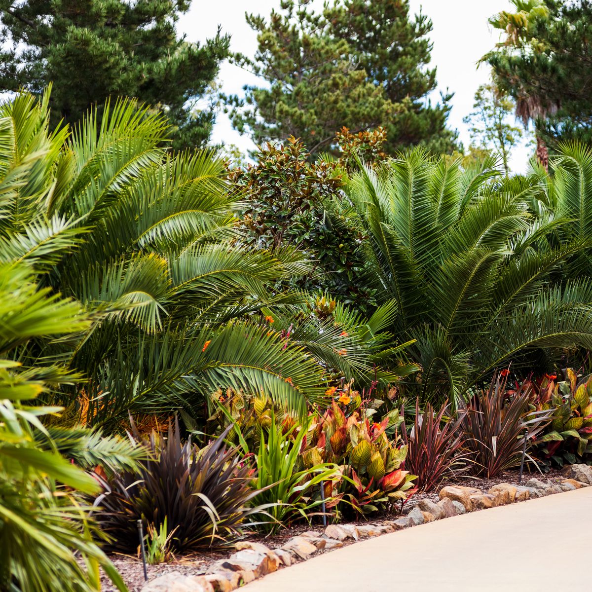 11 Palm Tree Varieties To Add Tropical Flair To Your Yard | Gardening ...
