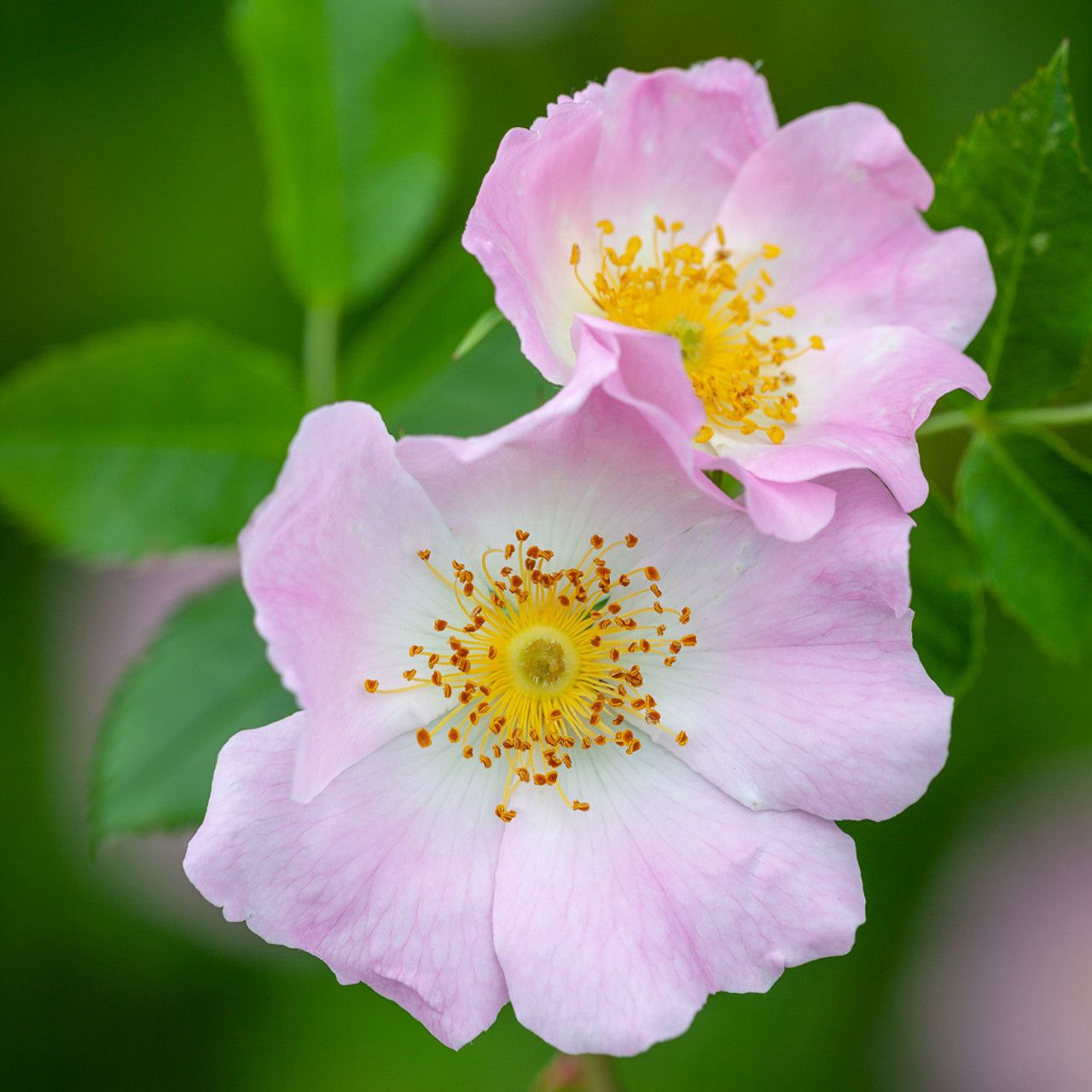 The 4 best plants to attract birds to your garden | Ideal Home