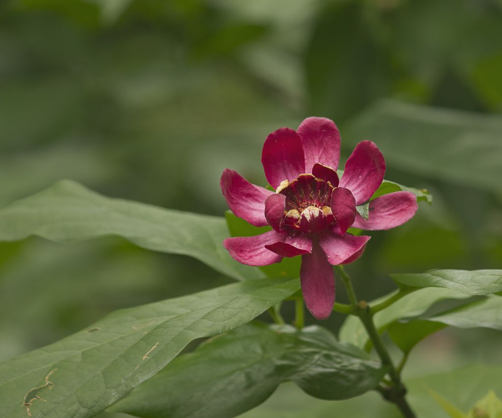 How to grow sweetshrub: expert native plant advice | Homes and Gardens