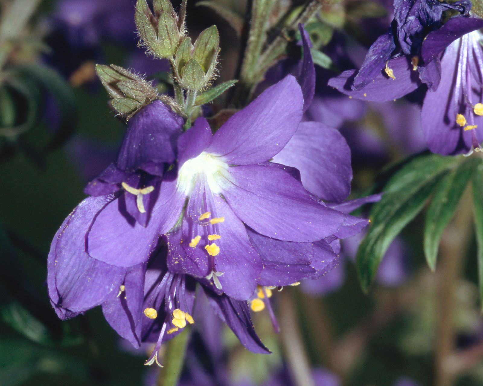 Late summer flowers: 16 best blooms for color into fall | Homes and Gardens