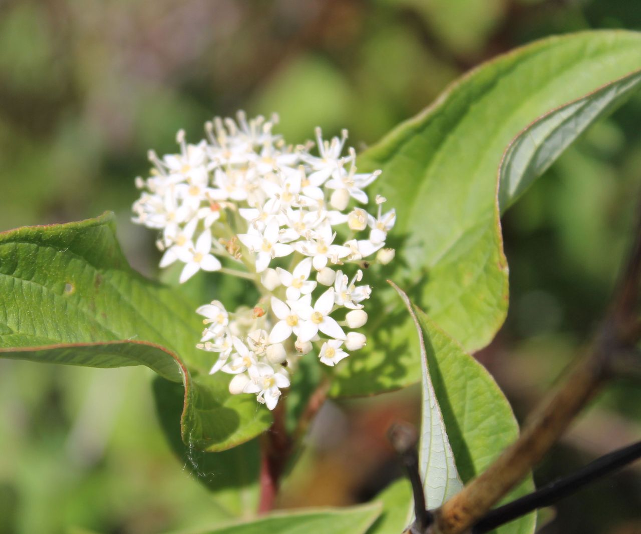 Unique Native Shrubs Every Gardener Should Grow | Gardening Know How