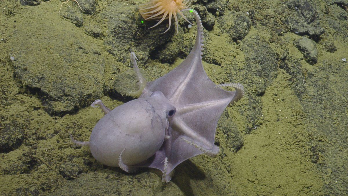 Photos: Deep-sea expedition discovers metropolis of octopuses | Live ...