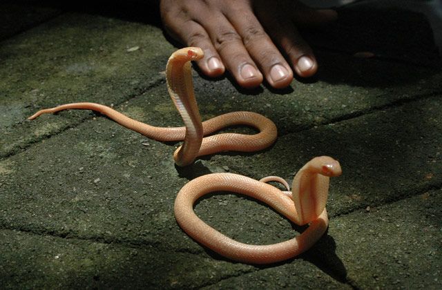 Image Gallery: Snakes of the World | Live Science