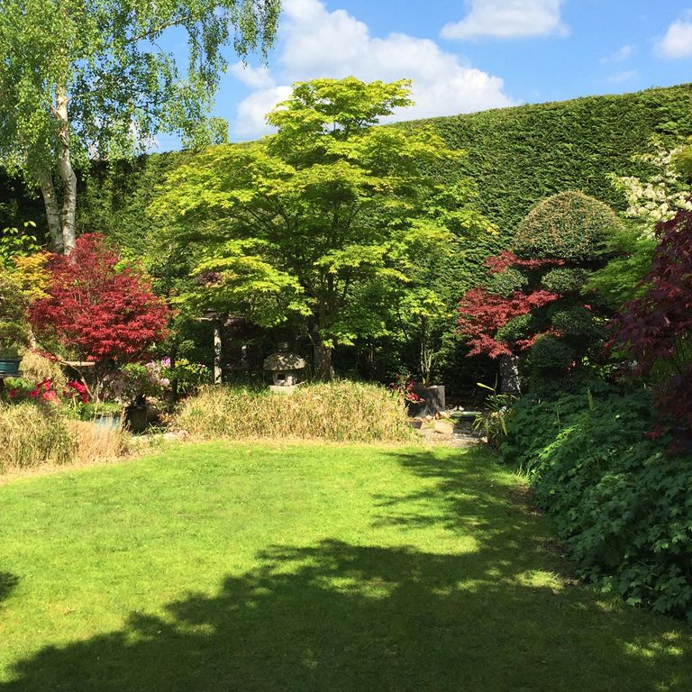 What can you do if a neighbour's tree is blocking your sun? | Ideal Home