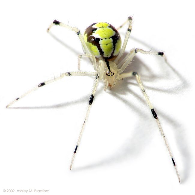 Arachtober in Action: Amazing Photos of Spiders from Around the World ...