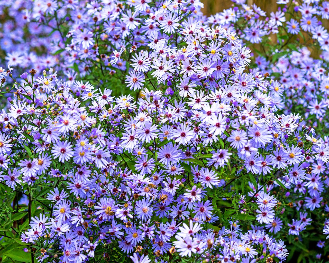 8 Butterfly Host Plants That Are Beautiful & Low-Maintenance ...