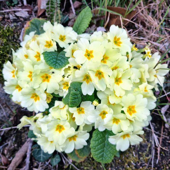 Growing Heirloom Wildflowers - History Of Evening Primrose | Gardening ...