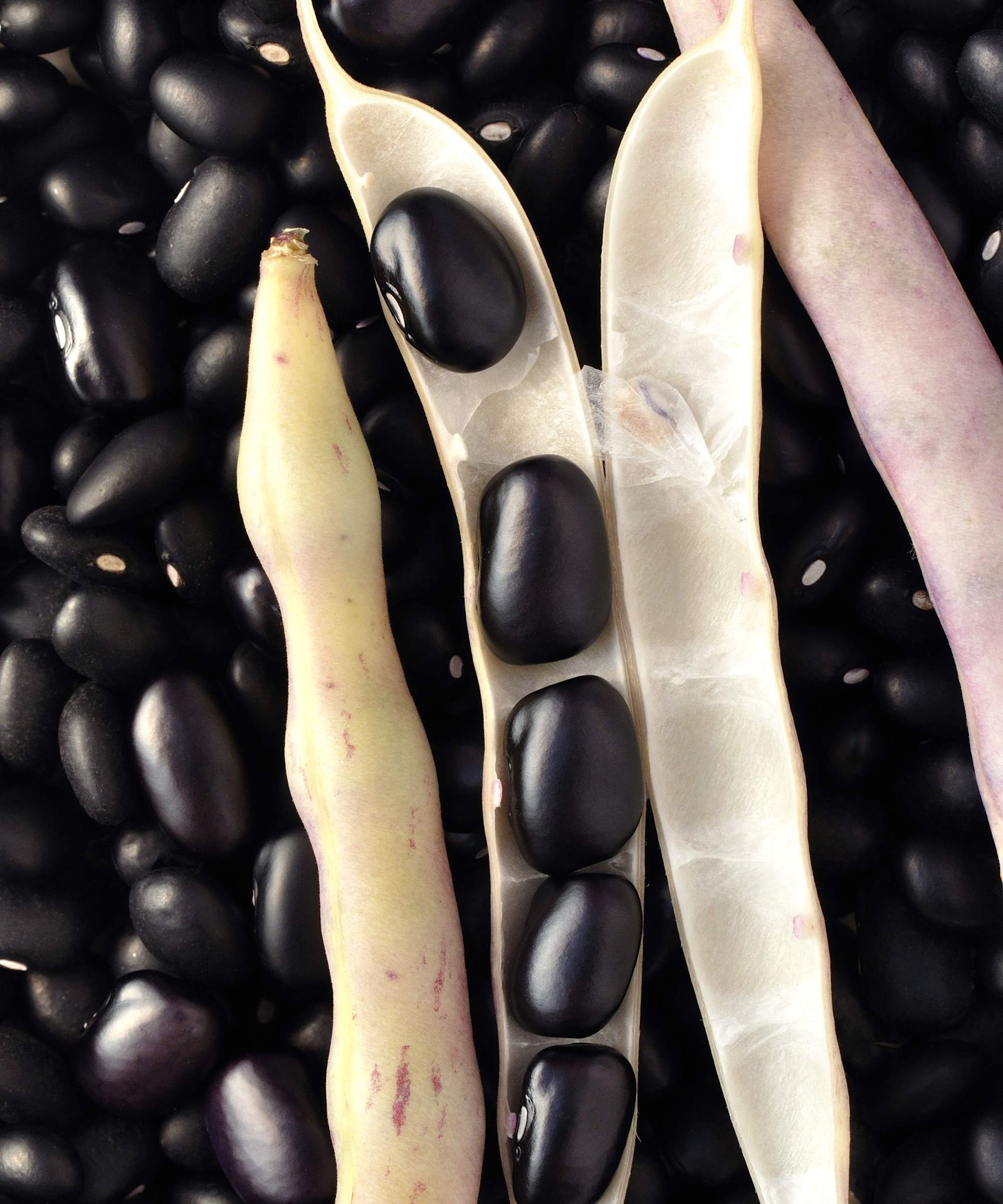 How to grow black beans at home and get a bumper harvest | Homes and ...