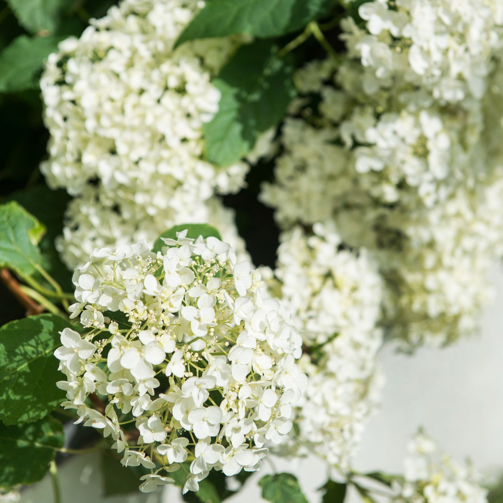 Where to plant hydrangeas – get these three things right and your shrub ...