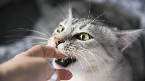 Why does my cat attack my feet? Expert shares 6 reasons and how to stop ...