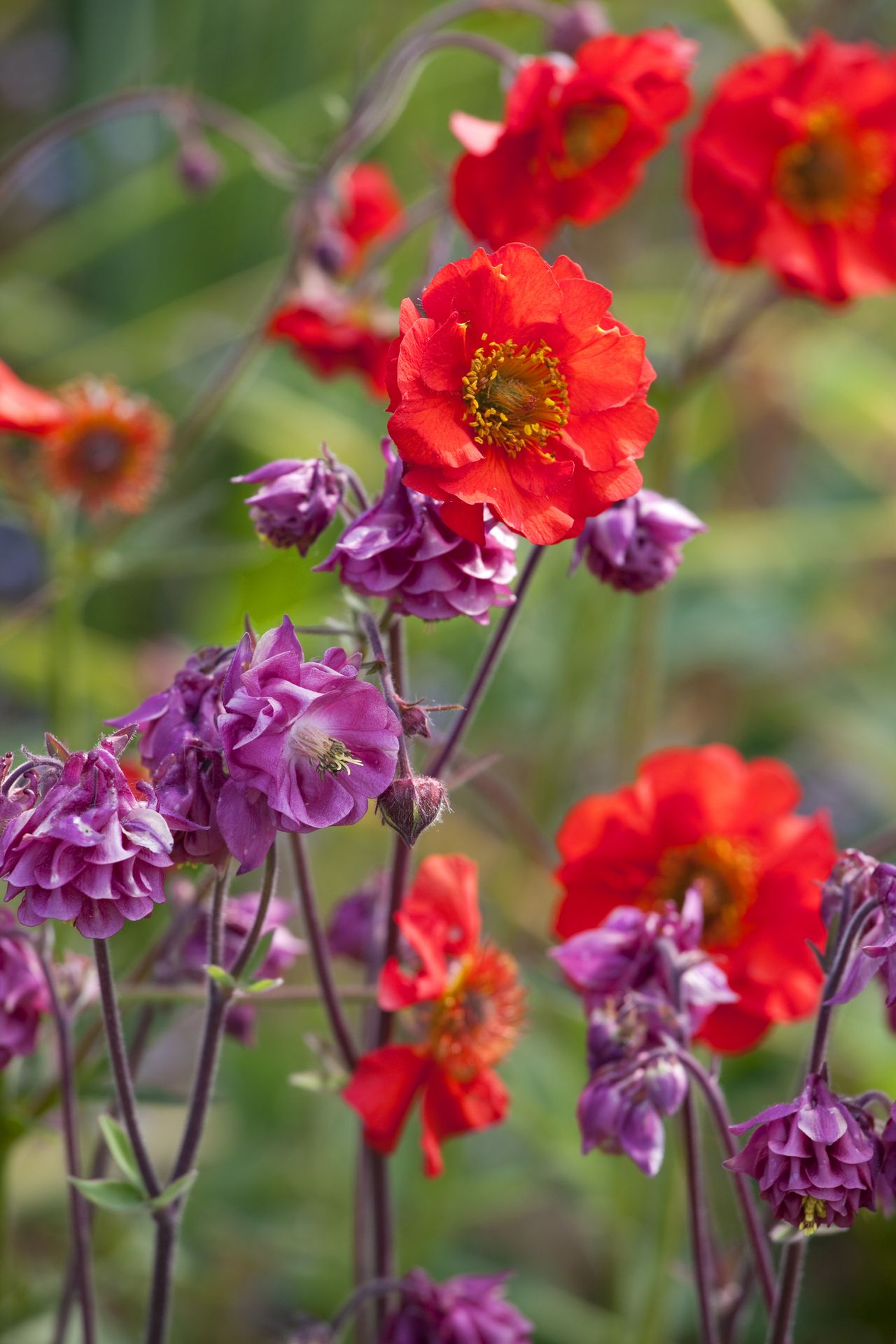 Explore this delightful cottage garden – home to a national collection ...