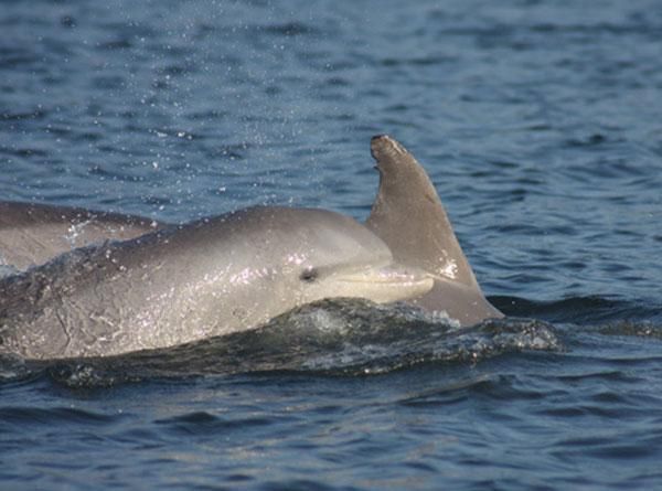 Photos: See the World's Cutest Sea Creatures | Live Science