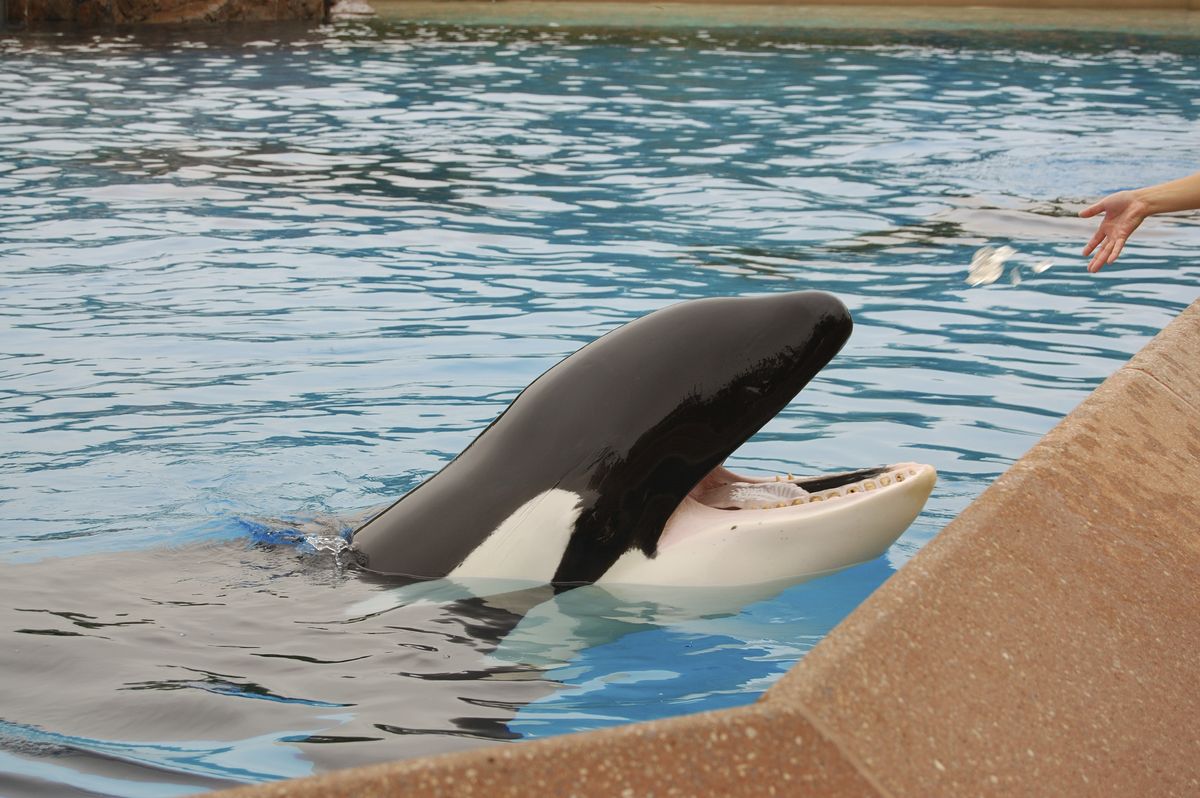 Will California ban SeaWorld's whale shows? | The Week