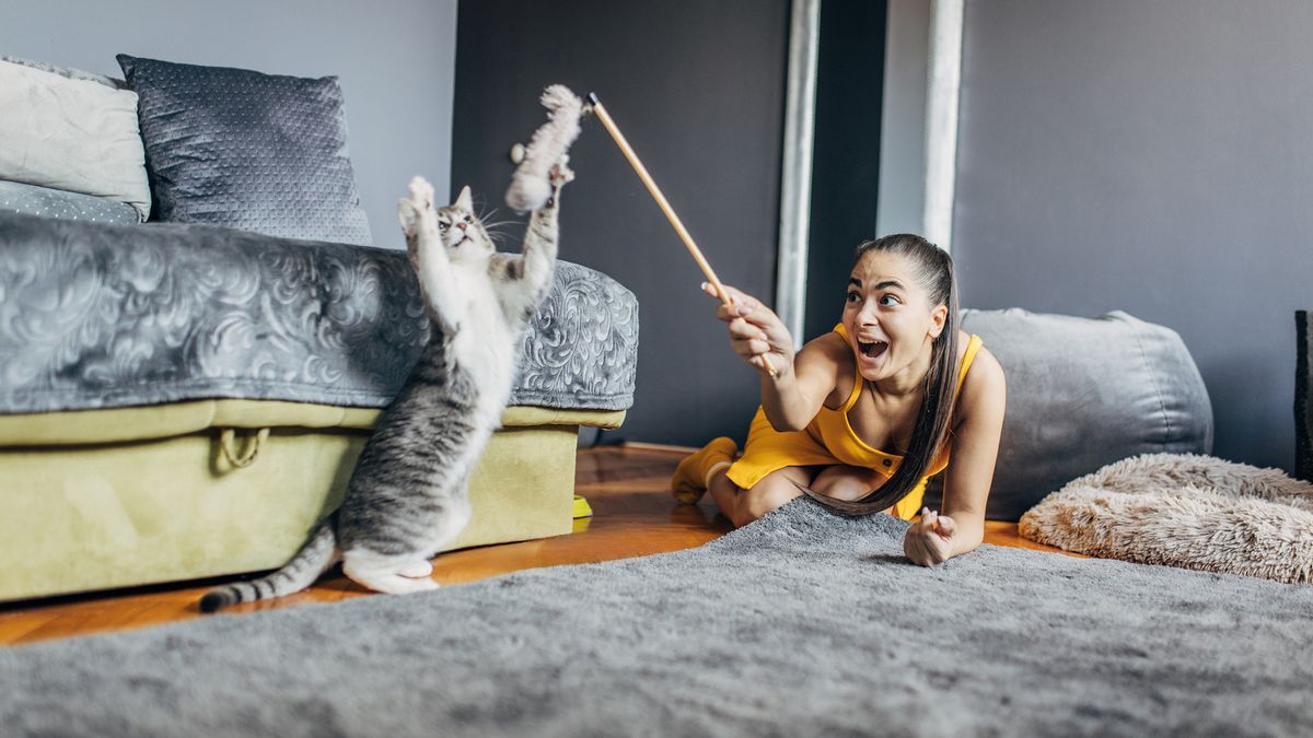32 ways to be the best cat owner | PetsRadar