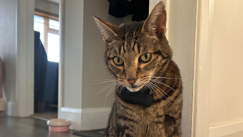 Best GPS trackers for pets (both cats and dogs) | PetsRadar