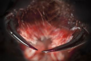 Giant huntsman spider: The largest spider by leg span | Live Science