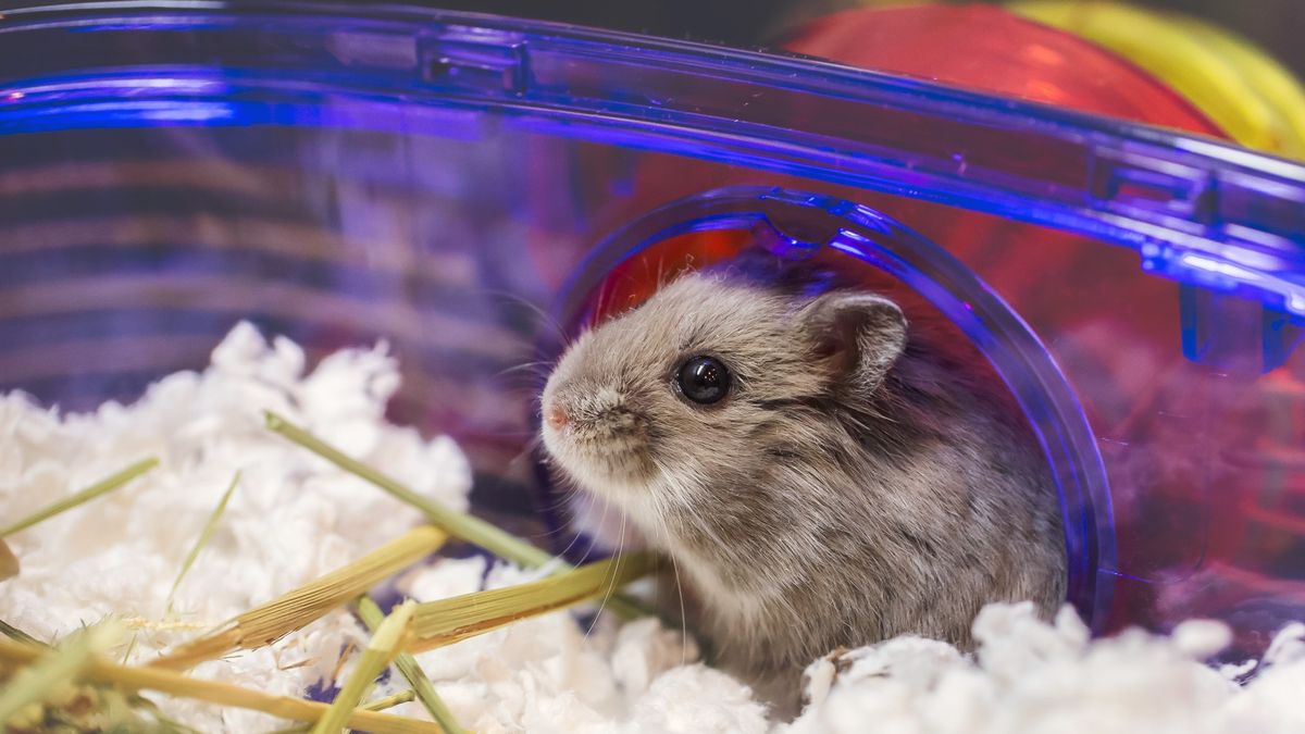How to set up a hamster cage: Our vet shares her top tips | PetsRadar