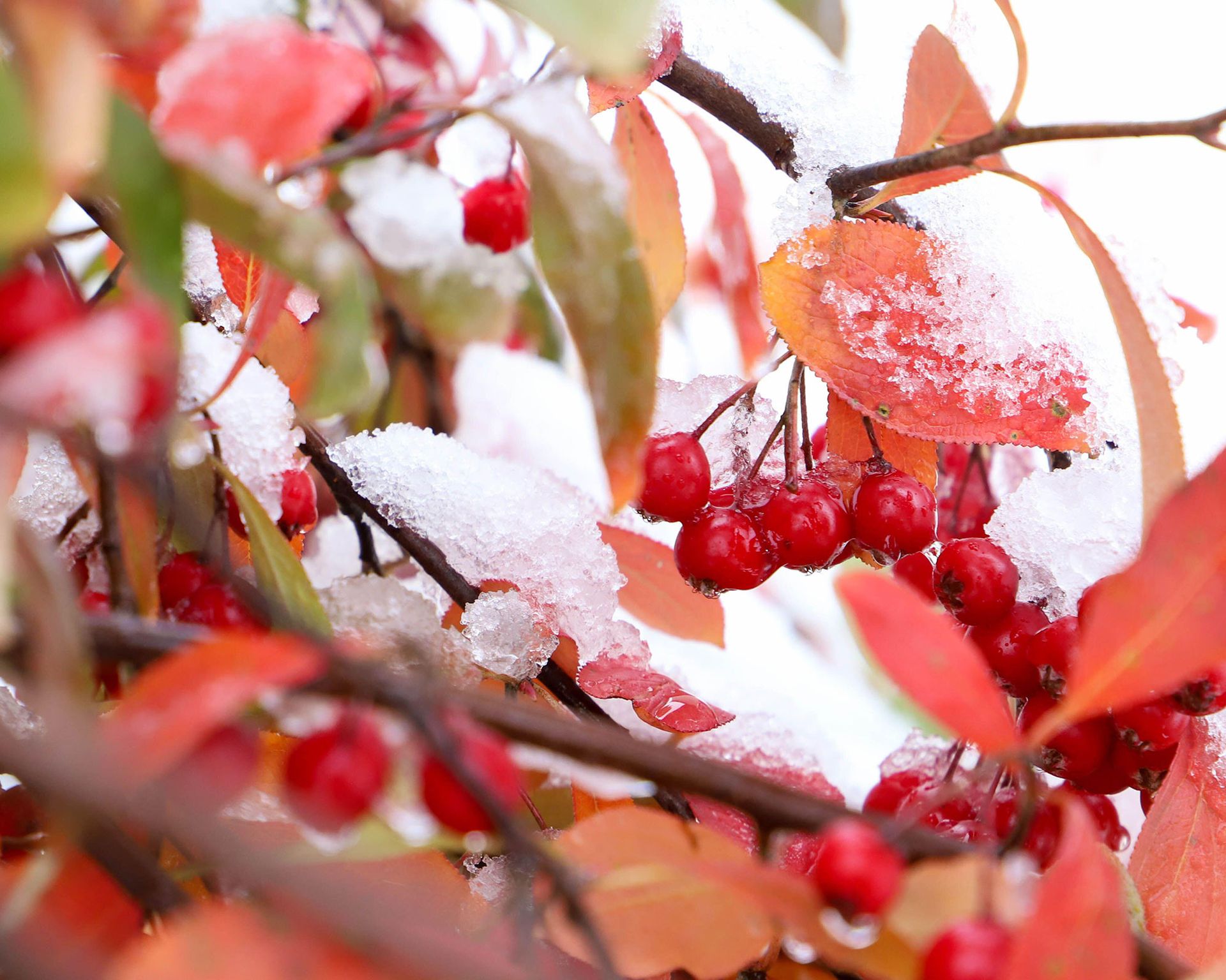 Shrubs with berries: 15 of the best varieties | Gardeningetc