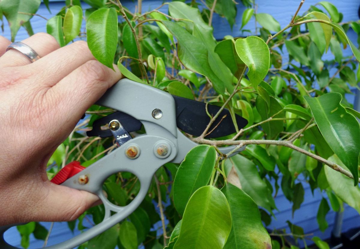 Ficus Pruning Tips - When And How To Prune A Ficus Tree | Gardening ...