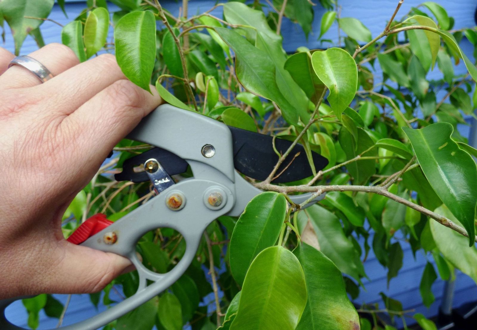 Ficus Pruning Tips - When And How To Prune A Ficus Tree | Gardening ...