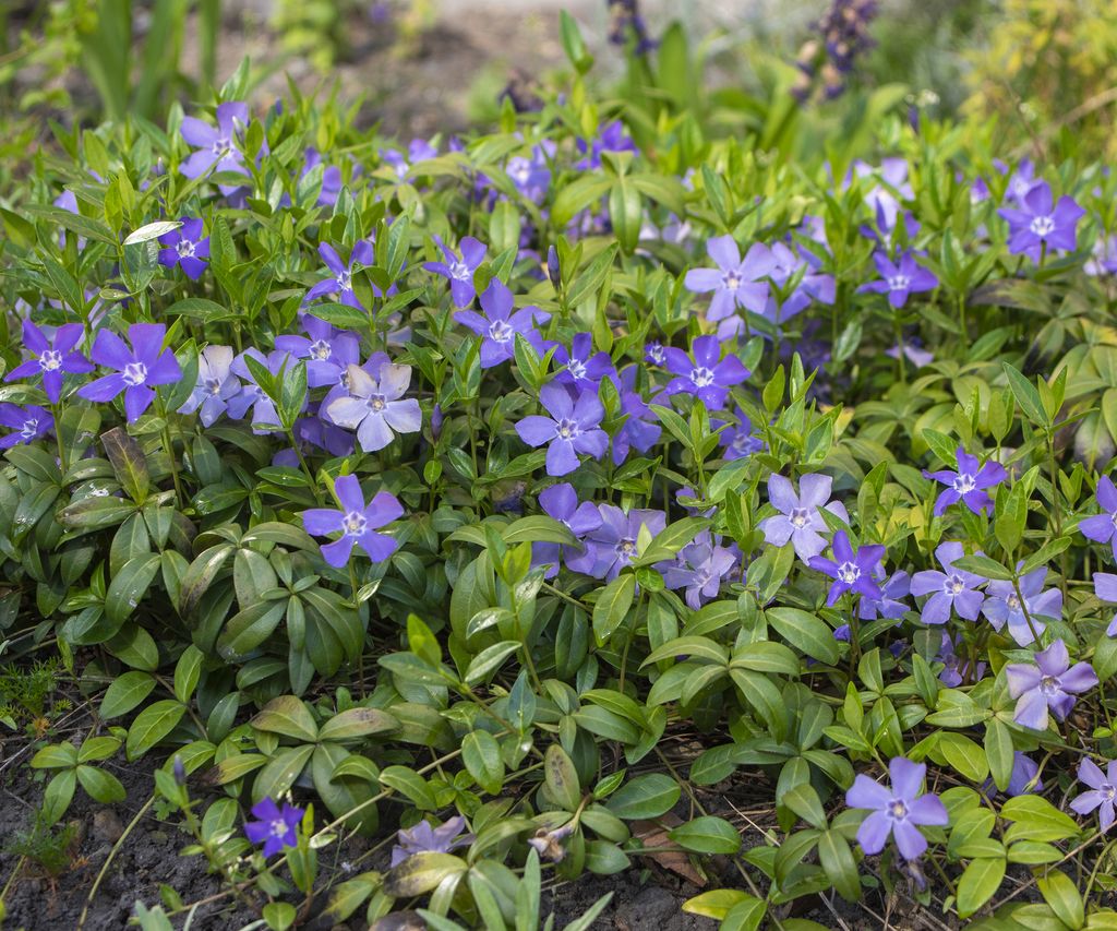 How to grow periwinkle: expert advice for shade loving vinca | Homes ...