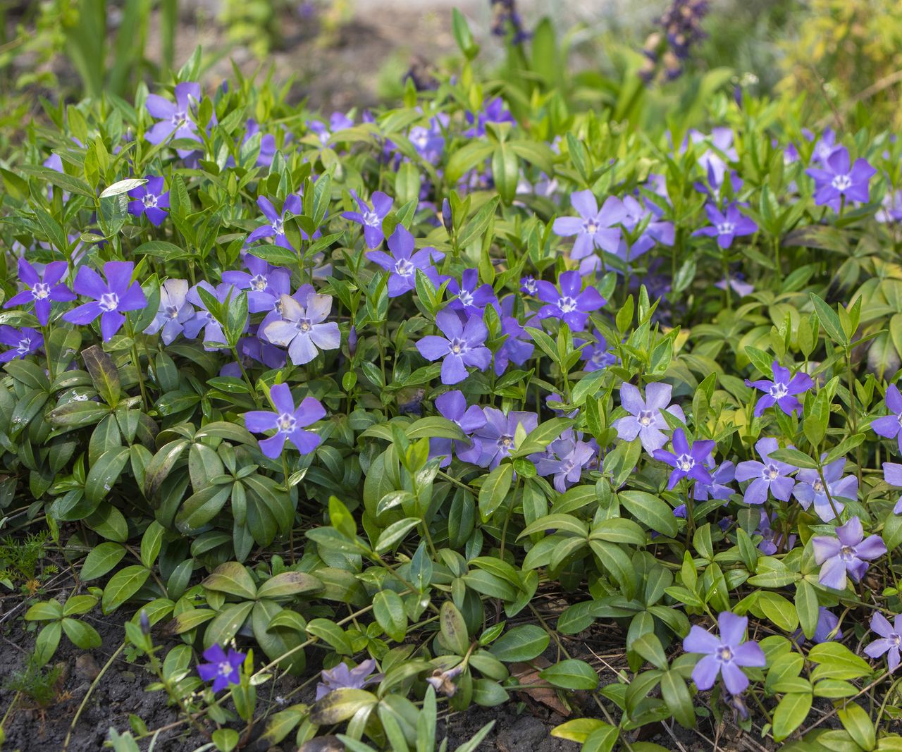 How to grow periwinkle: expert advice for shade loving vinca | Homes ...