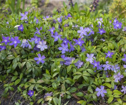 How to grow periwinkle: expert advice for shade loving vinca | Homes ...