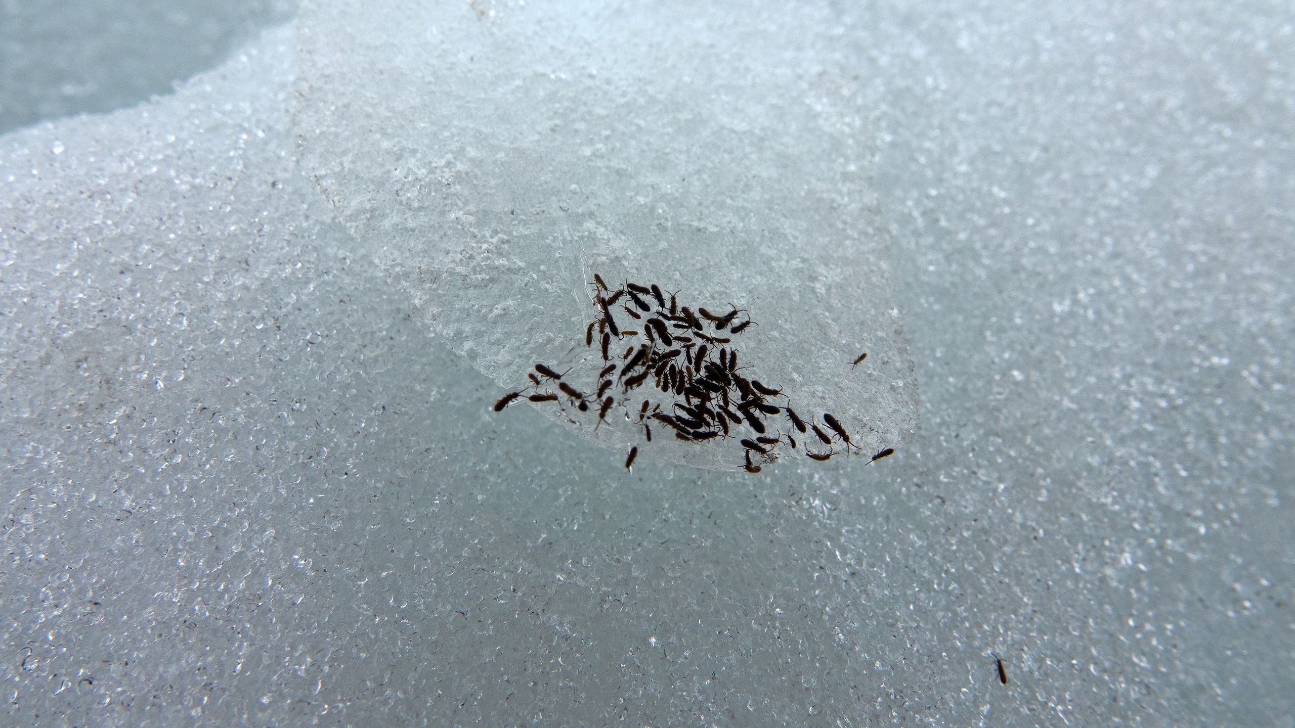 What are 'snow fleas' and should you be concerned? I asked a pest ...