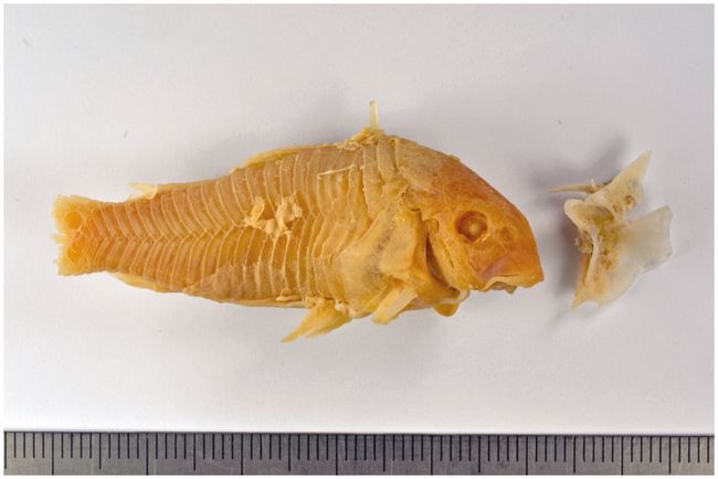 A Drunk Man Swallowed a Live, Venomous, Spiny Catfish. Here's What ...