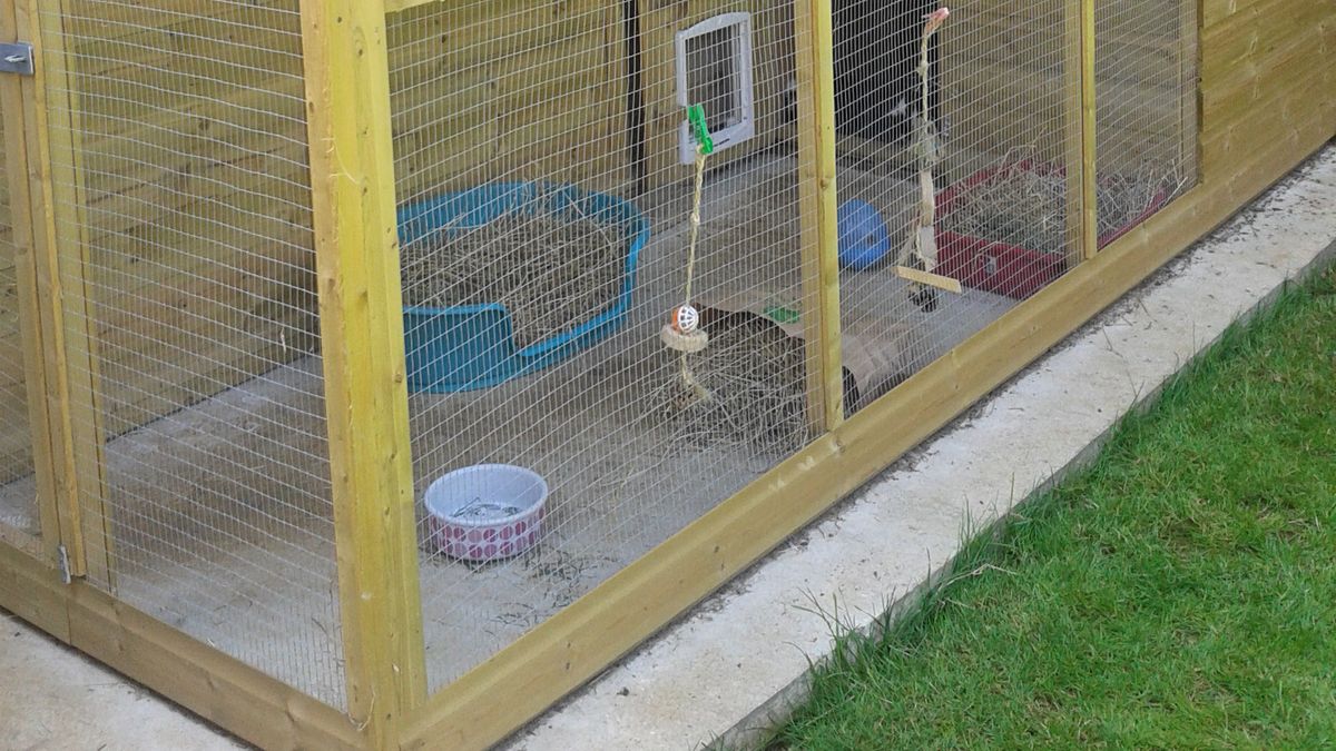 How to choose the right pet rabbit | PetsRadar