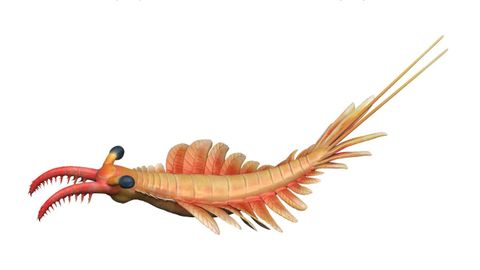 Ancient and bizarre 'innovation crab' from China had eyes on stalks ...