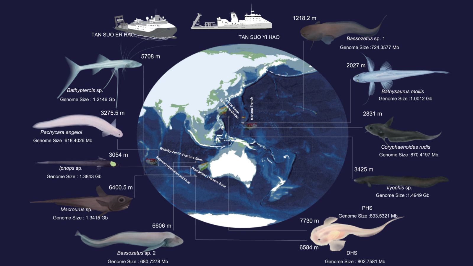 The Mariana Trench Is Home To Some Weird Deep Sea Fish And They All The Mariana Trench Is Home To Some Weird Deep Sea Fish And They All