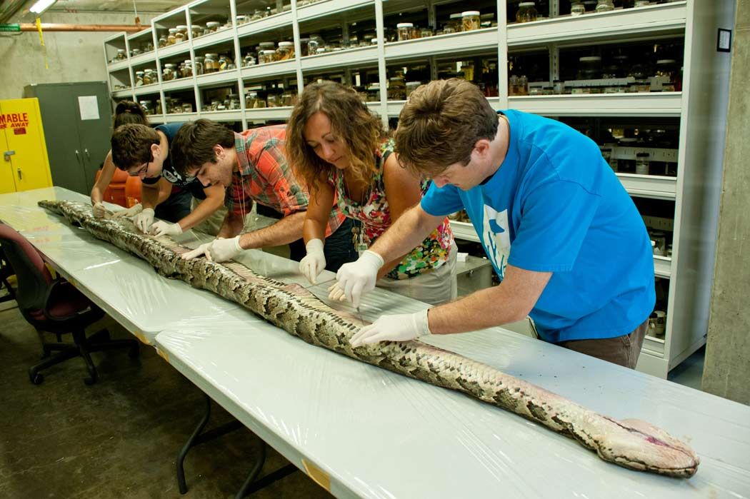 Photos: Giant Pythons Invade Everglades | Live Science