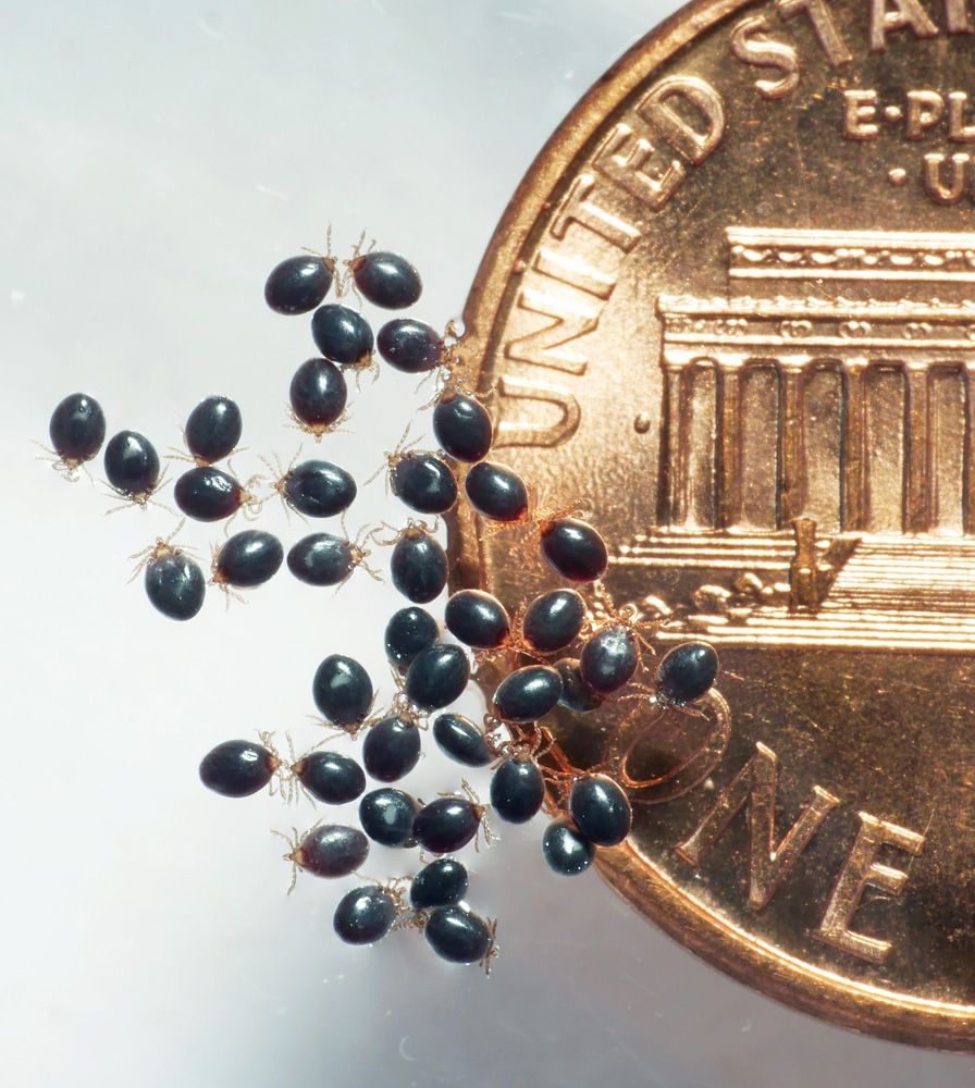 Bloodsuckers! Michigan Ticks and Larvae, In Photos | Live Science