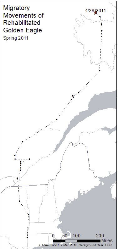 Rare Golden Eagle Tracked Through Migration | Live Science