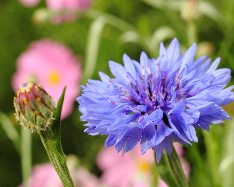 Best edible flowers: 23 types to try | Gardeningetc