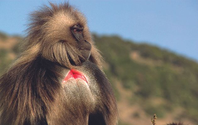 King of the Mountain Baboons | What to Watch