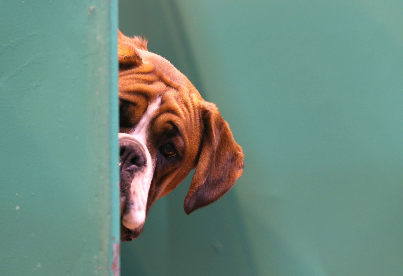 Boxer dogs: Loyal, trusting and affectionate – once you get past the ...