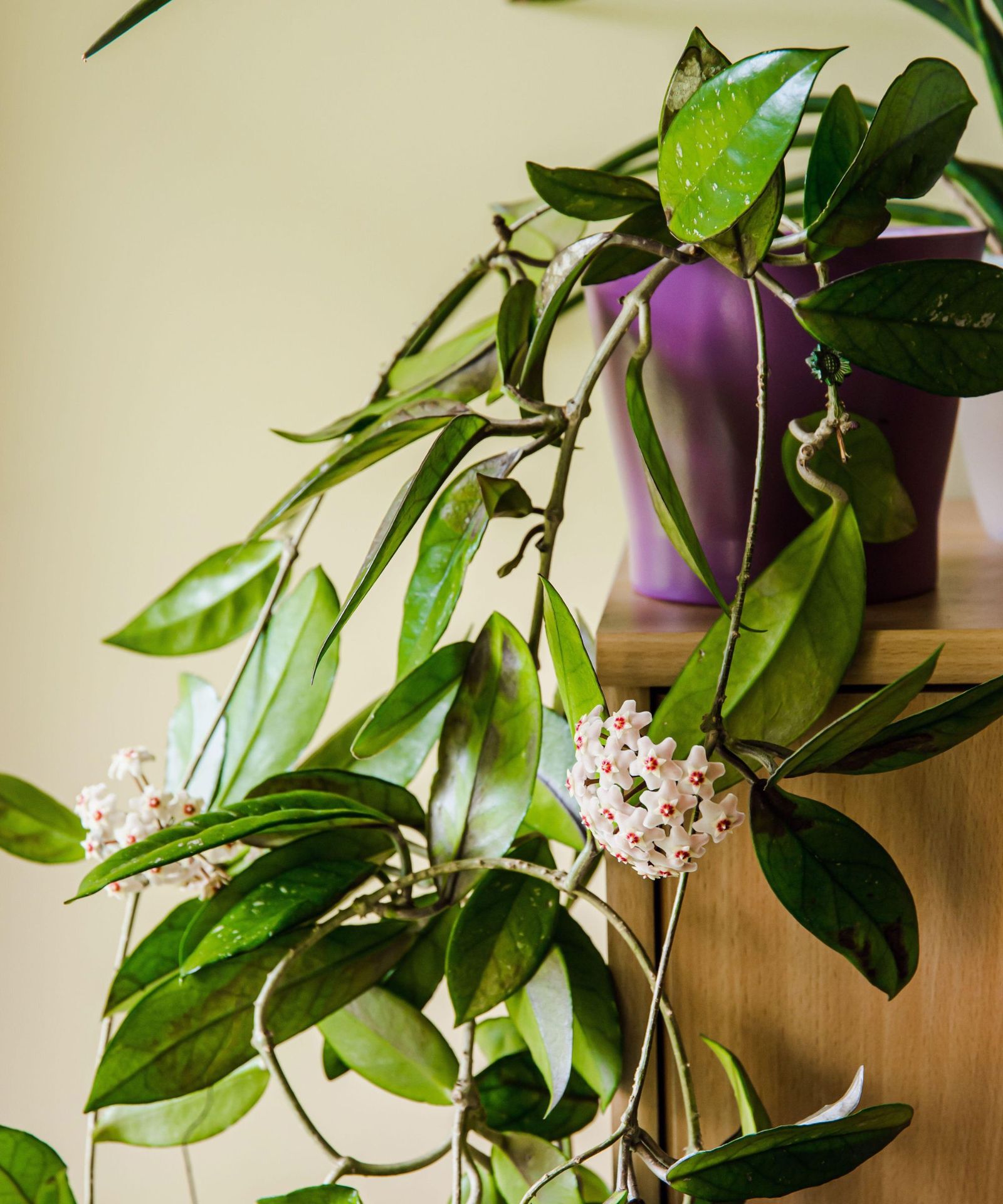 Best indoor flowering plants: 10 pretty blooms to grow | Homes and Gardens