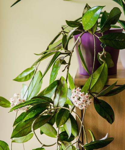 Best indoor flowering plants: 10 pretty blooms to grow | Homes and Gardens