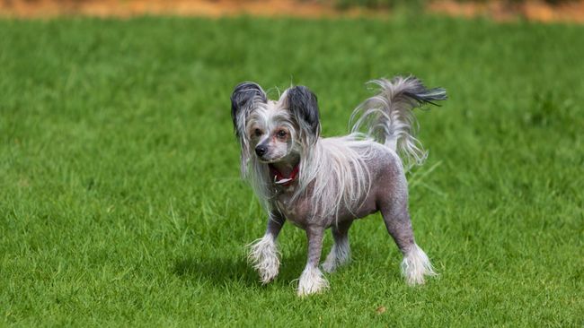 7 bald and beautiful hairless dog breeds | PetsRadar