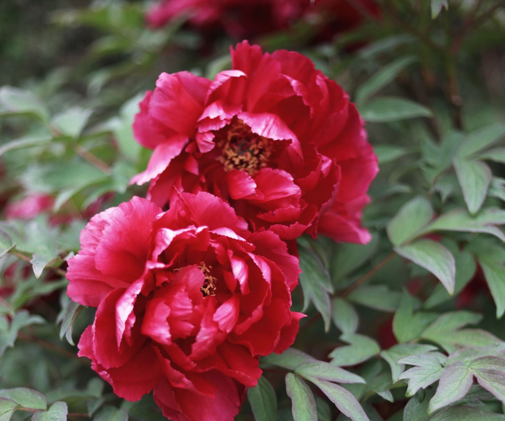 How to grow a tree peony: a flowering shrub pollinators love | Homes ...